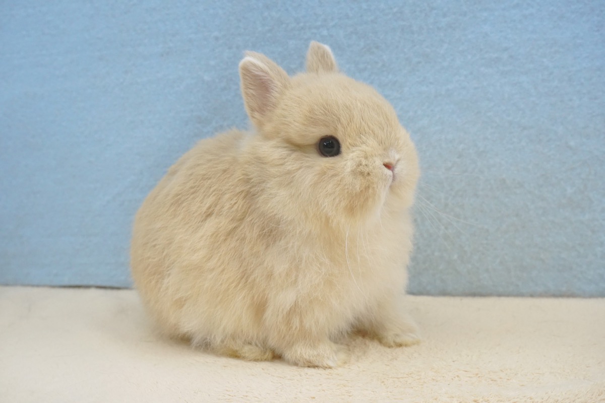 ブリーダー直営 うさぎ専門店☆シーズラビトリー☆